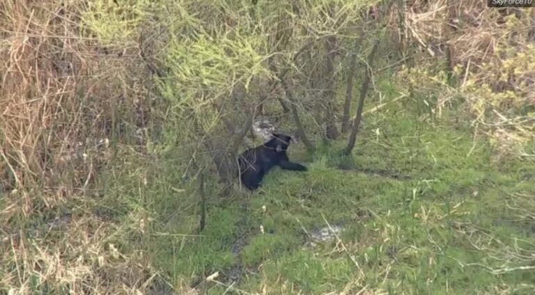 Black Bear Sightings in Delaware County: How Homeowners Can Keep Them Away