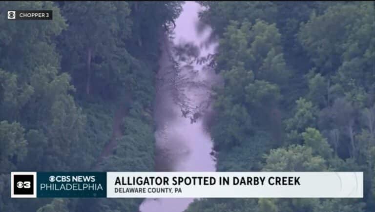 alligator-in-Darby-Creek